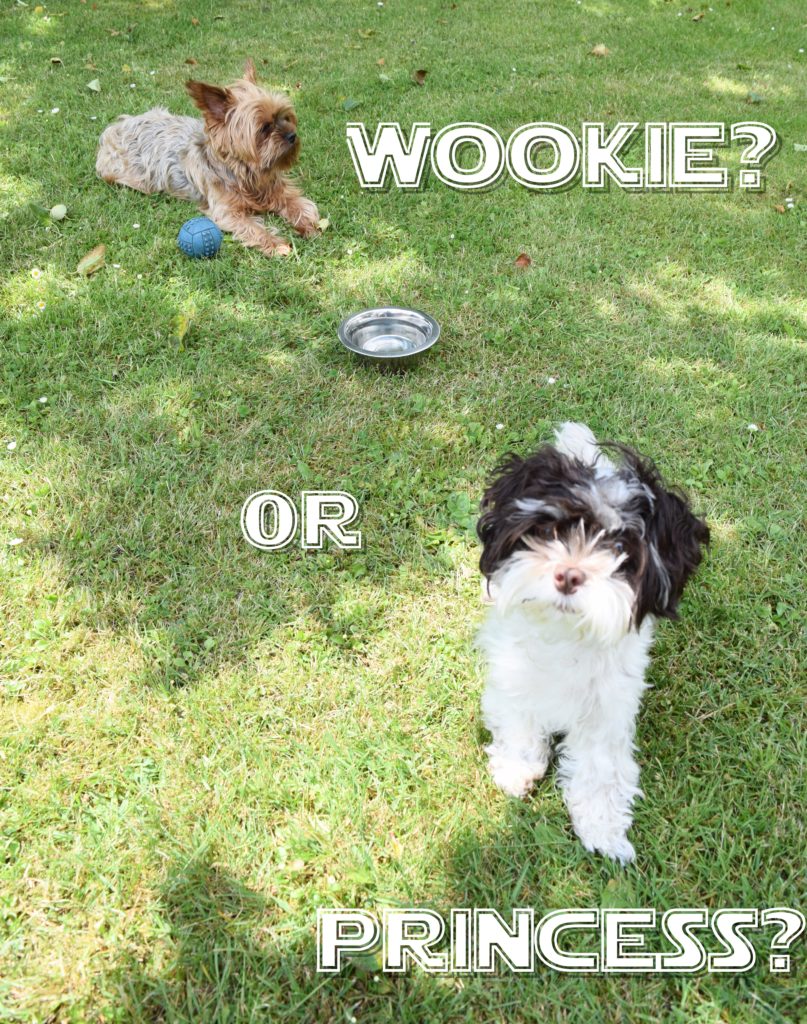 Wookie Or Princess